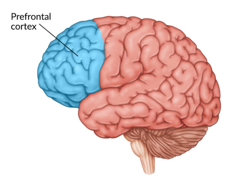 The Neurological Impact of Trauma | Phoenix Support For Educators